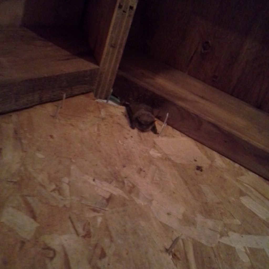 How Safe is Your Home From Bats? - Maine Wildlife Man