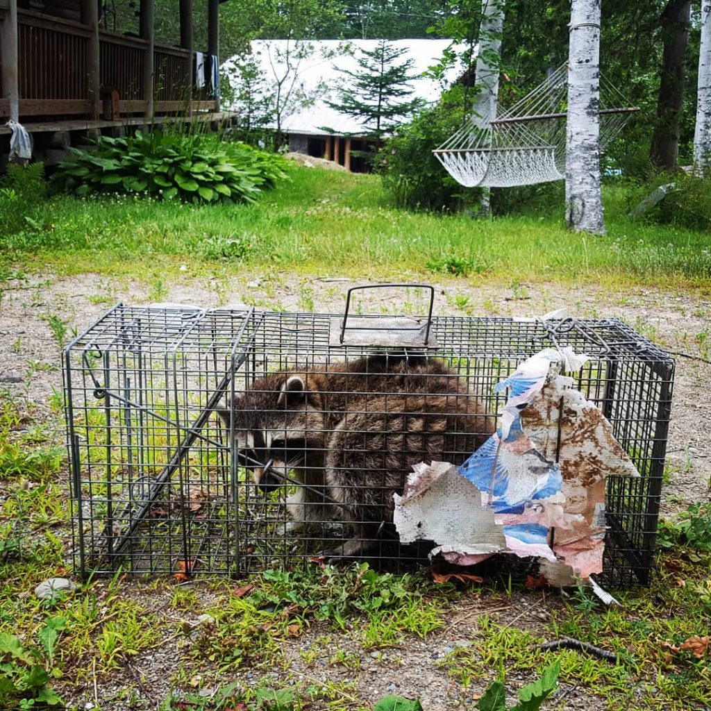 MWM Podcast 011: Relocation, Translocation, and Catching Unexpected ...